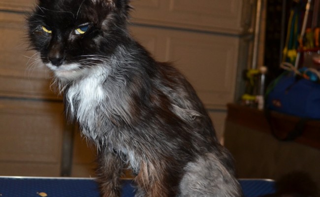 Sam aka Phat Cat | Kylies Cat Grooming Services