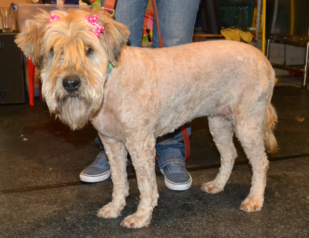 Jazabell is a Soft Coated Wheaten Terrier pampered by Kylies Cat ...