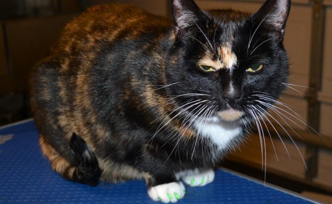 Mop | Kylies Cat Grooming Services