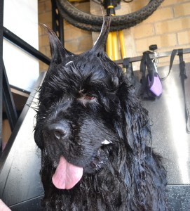 Chewy the 70kg Newfoundland had his fur raked, nails clipped, ears ...