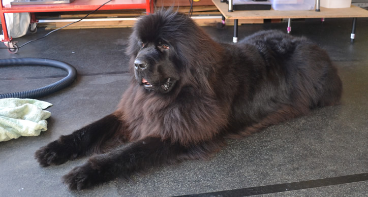 After – Chewy the 70kg Newfoundland had his fur raked, nails clipped ...