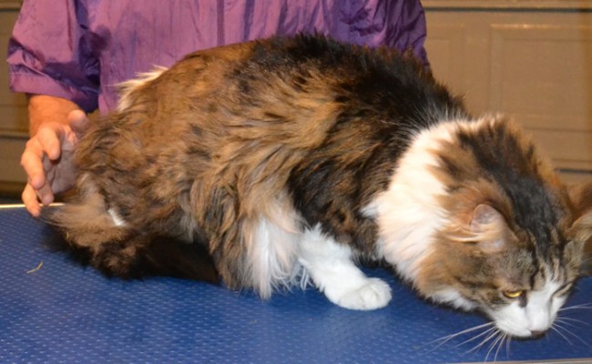 Finnigan | Kylies Cat Grooming Services