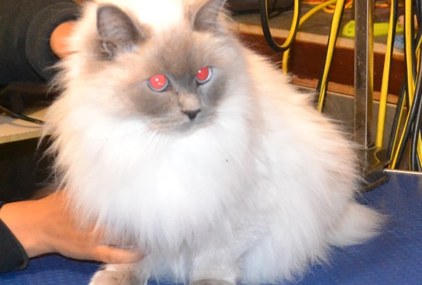 Midgy | Kylies Cat Grooming Services