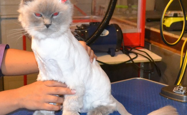 Midgy | Kylies Cat Grooming Services