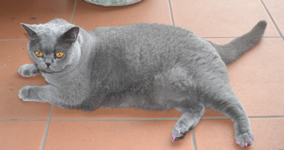 Minge | Kylies Cat Grooming Services