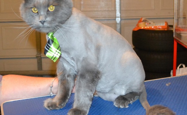 Meech | Kylies Cat Grooming Services