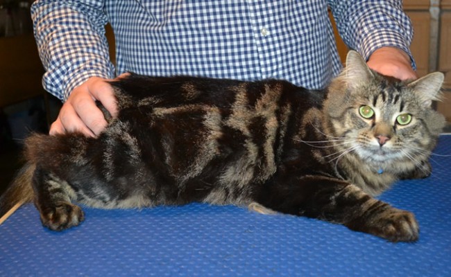 Conan | Kylies Cat Grooming Services